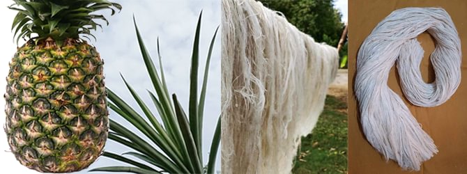 Seller/Exporter of Pineapple Leaf Fiber (PALF) - Roni Agro Fiber - Roni ...